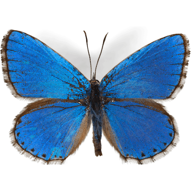 julia butterfly hill favicon | Julia Butterfly Hill